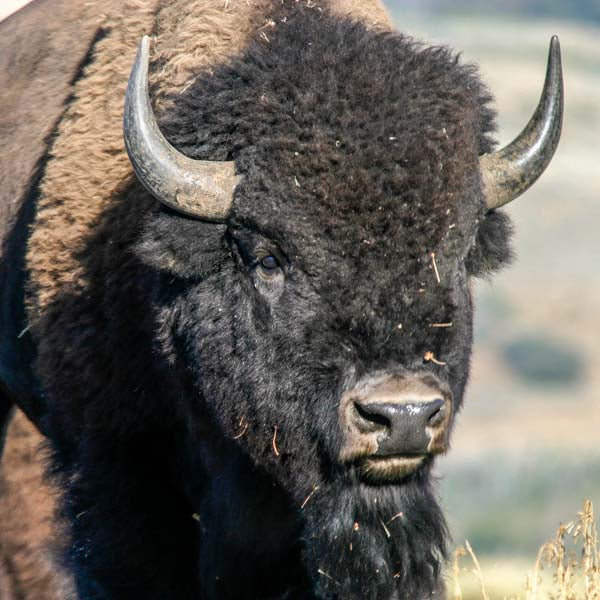 American Bison Canvas Print Collection - Rob Mutch Ecosystem Photo