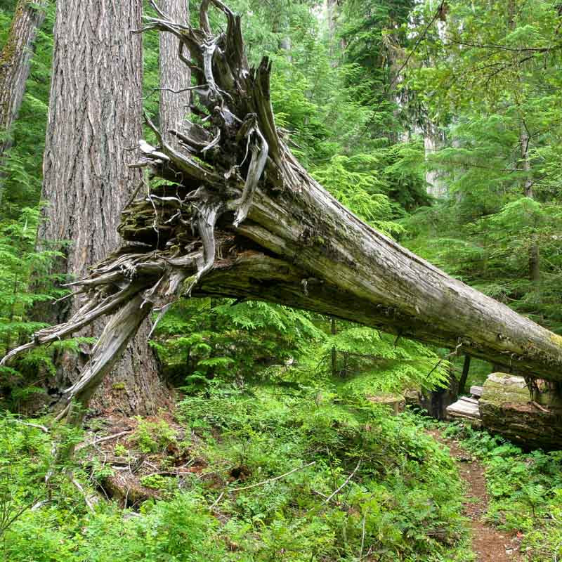 Fallen Trees Canvas Print Collection – Rob Mutch Ecosystem Photo