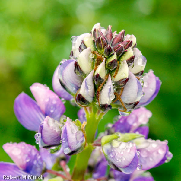 Redwood Region Wildflower Canvas Print Collection - Rob Mutch Ecosystem ...