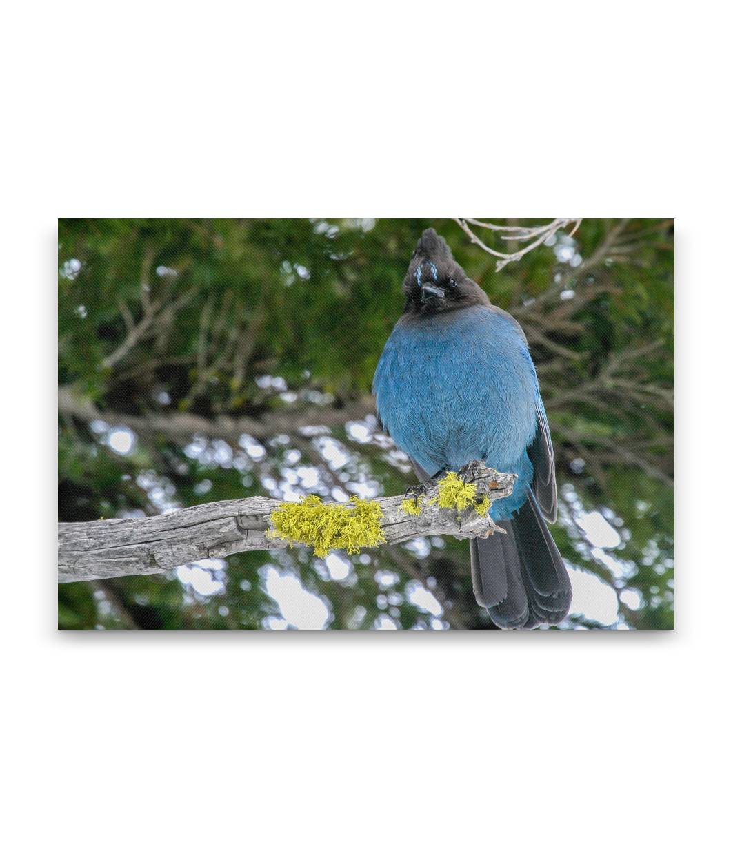 Canvas Print, Steller's Jay, Crater Lake National Park, Oregon, USA ...