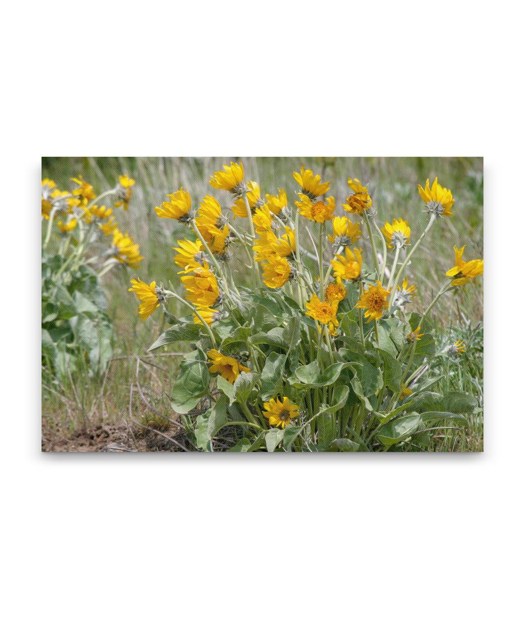 Arrowleaf Balsamroot Blowing In Wind, Steptoe Butte State Park, Washin ...