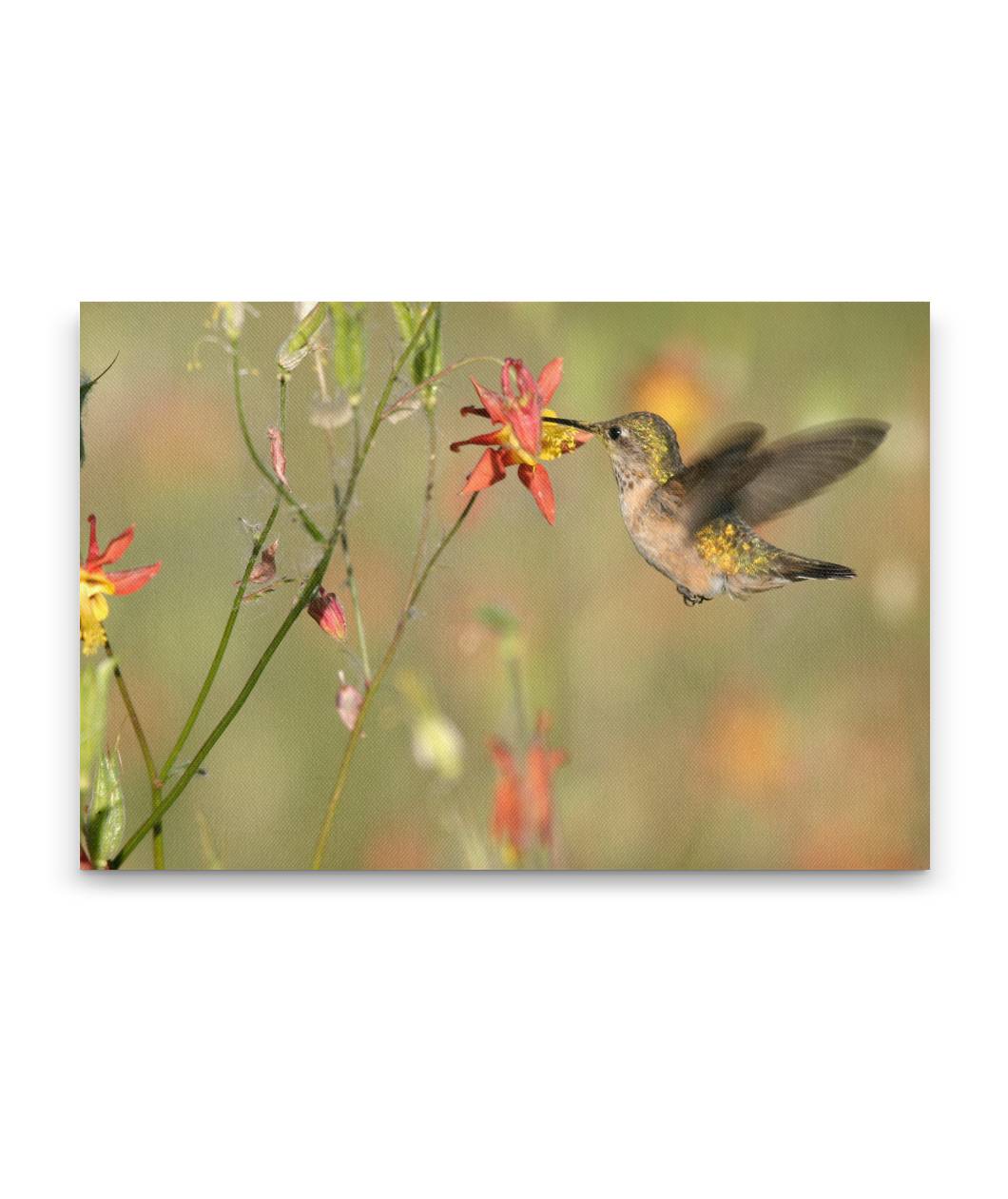 Hummingbird and Red Columbine, Crater Lake National Park, Oregon – Rob ...